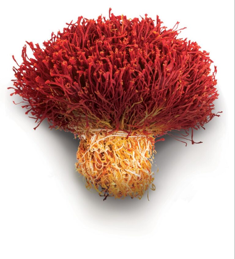 5 Types of Saffron - what is the difference between them? - MRT Foods